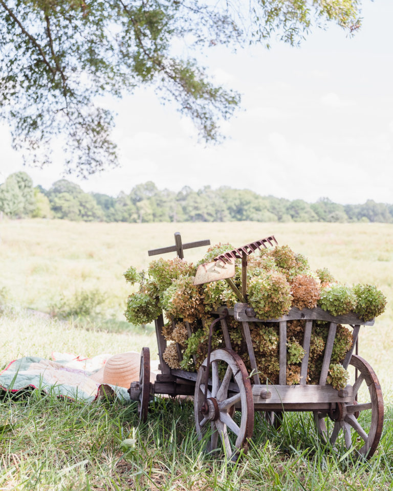 Organic Flower Farm - Jayne Margaret